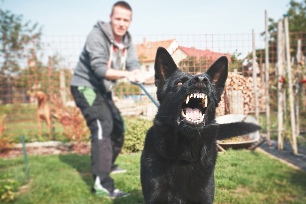Dog Bite Victim? Understand Your Legal Rights and Compensation Options